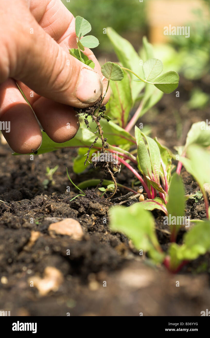 Hand weeding Beetroot in a garden vegetable plot Norfolk UK Stock Photo ...