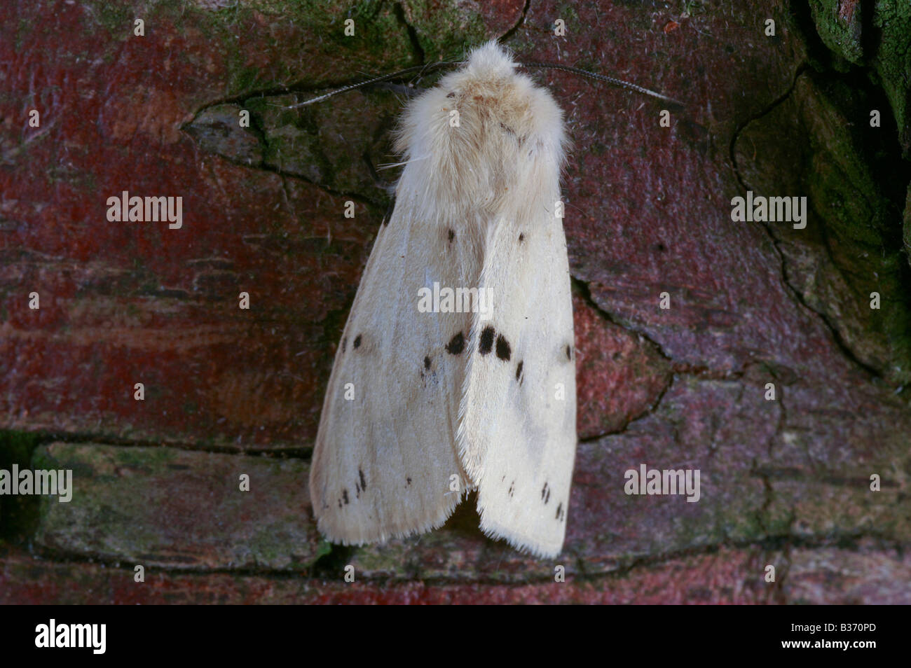 Buff Ermine Spilosoma luteum a common species of moth .Often seen in ...
