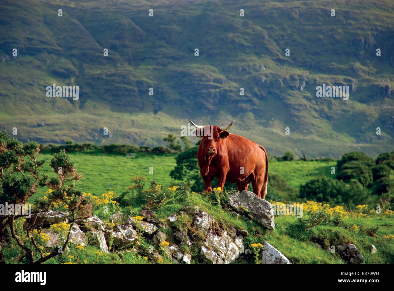 Ireland beef cattle hi-res stock photography and images - Alamy