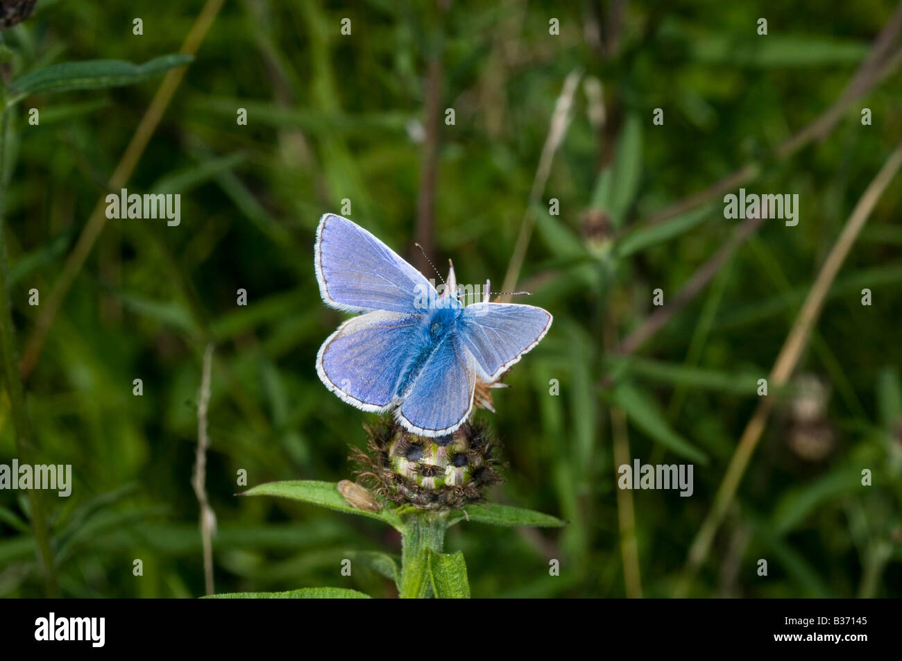 Male common hi-res stock photography and images - Alamy