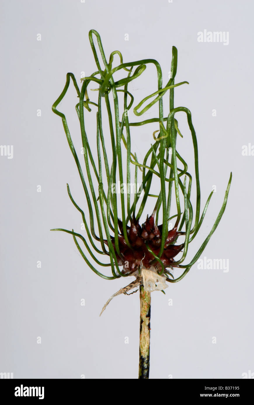 Flowerhead of crow garlic Allium vineale showing germinating bulbils ...