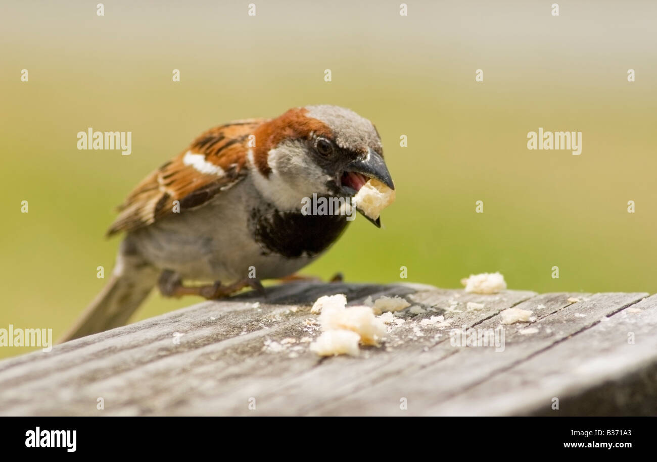 A House Sparrow, Passer domesticus, eating crumbs from a picnic table ...
