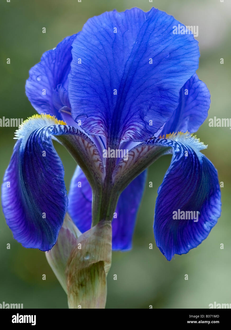 Blue Iris, flower Stock Photo - Alamy