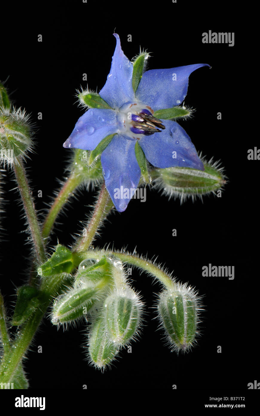 Borago officianalis hi-res stock photography and images - Alamy