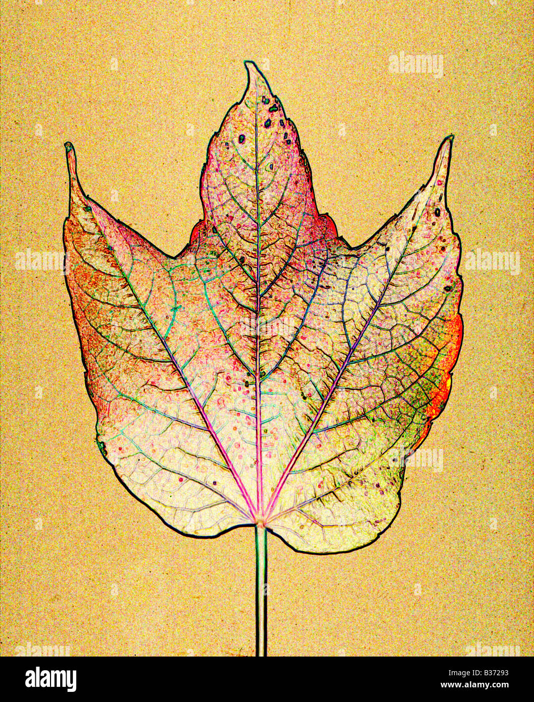 leaf, pictorial, creative Stock Photo - Alamy