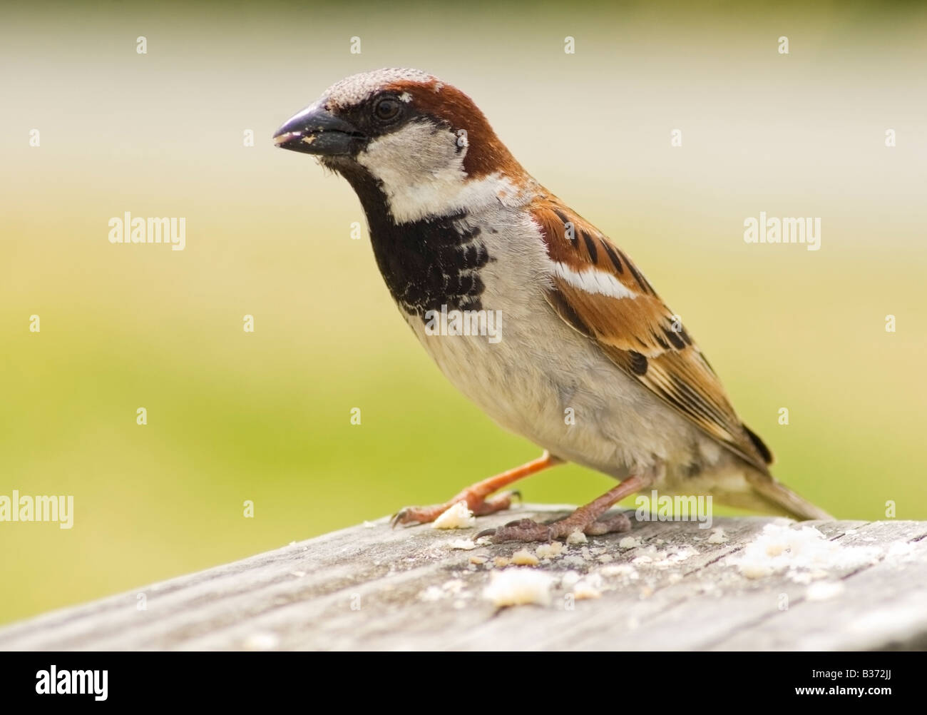 A House Sparrow, Passer domesticus, eating crumbs from a picnic table ...