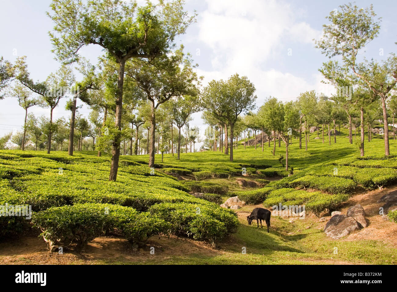 A tea estate on the Nilgiri Hills of Kerala, India Stock Photo - Alamy