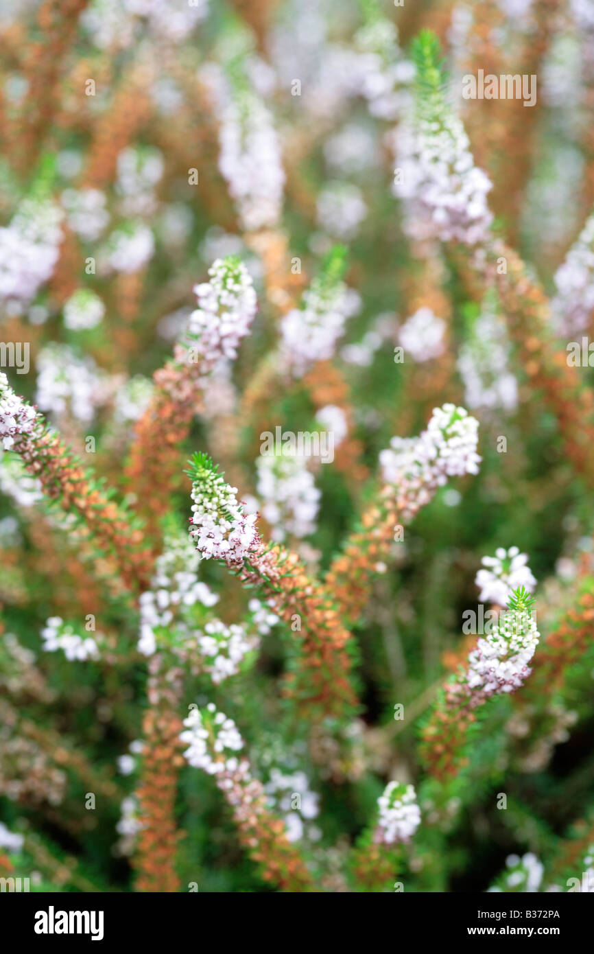 Heather Calluna vulgaris Stock Photo - Alamy