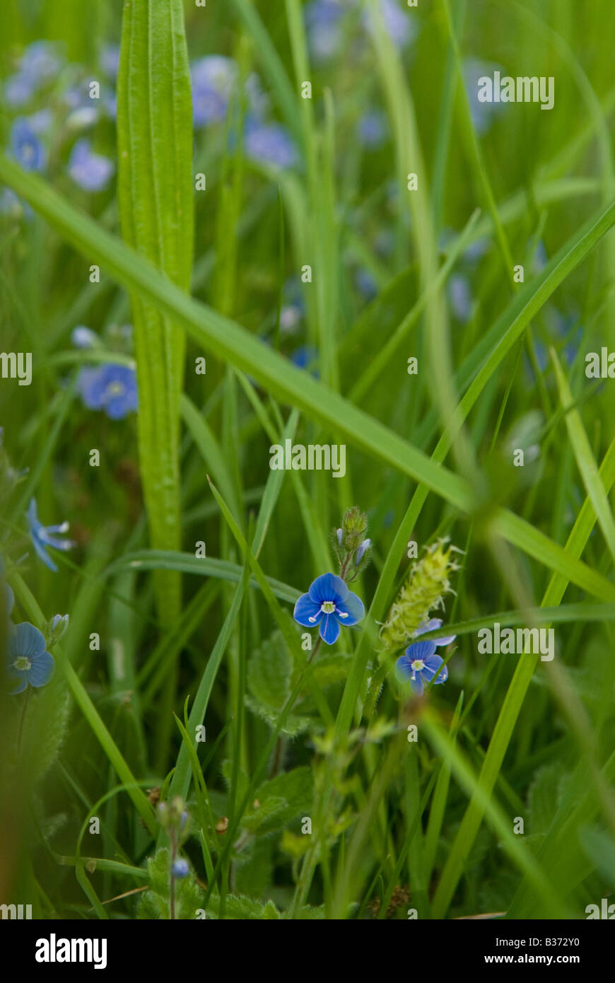 Blue Germander Speedwell wild flower growing in UK grassland Stock ...