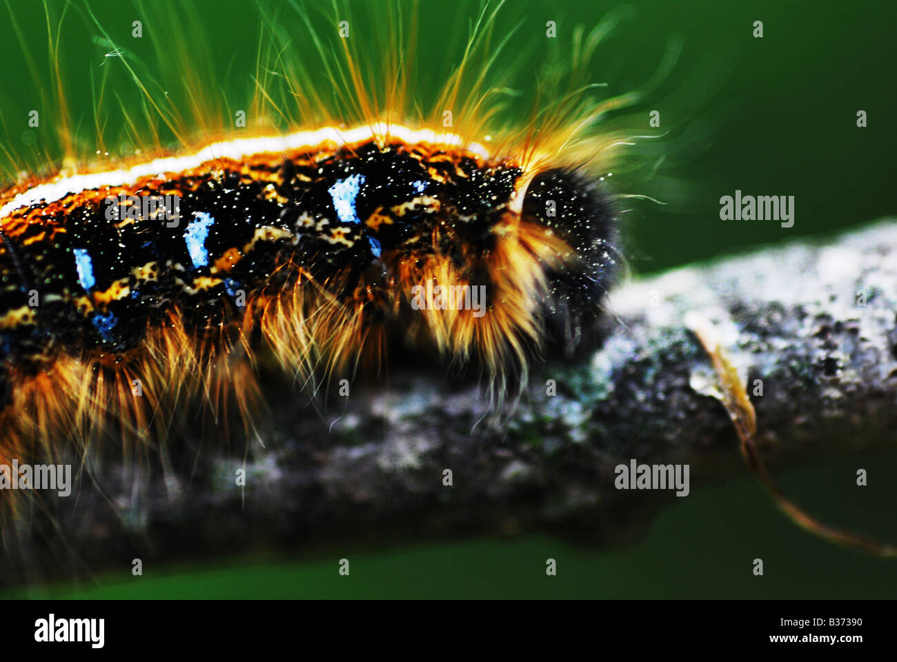 Creeping caterpillar hi-res stock photography and images - Alamy