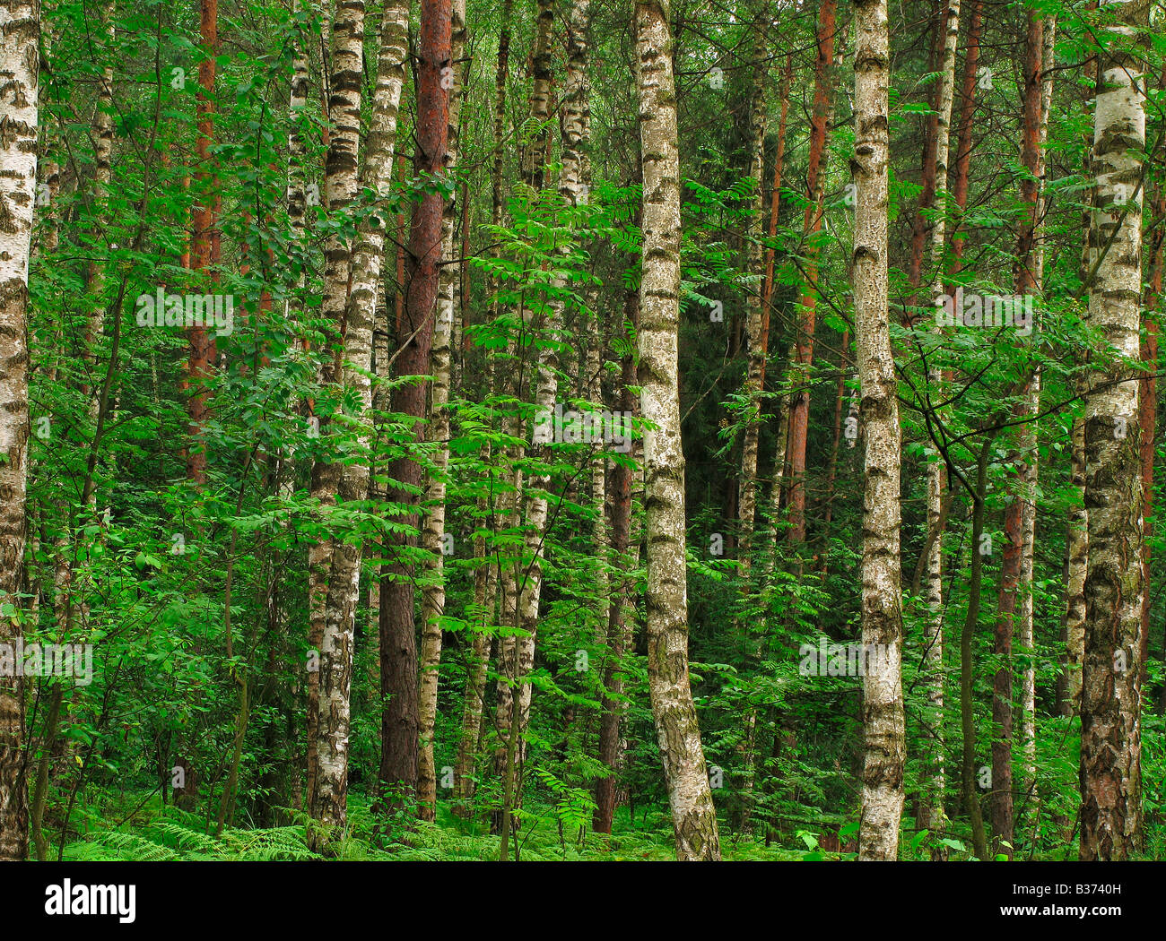 Birch trees russia hi-res stock photography and images - Alamy
