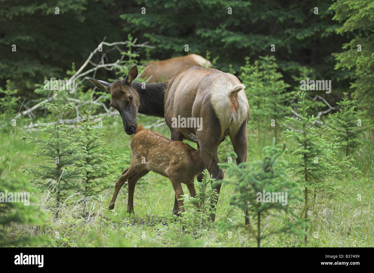 A mother Elk tenderly nudges her nursing young, Jasper National Park ...