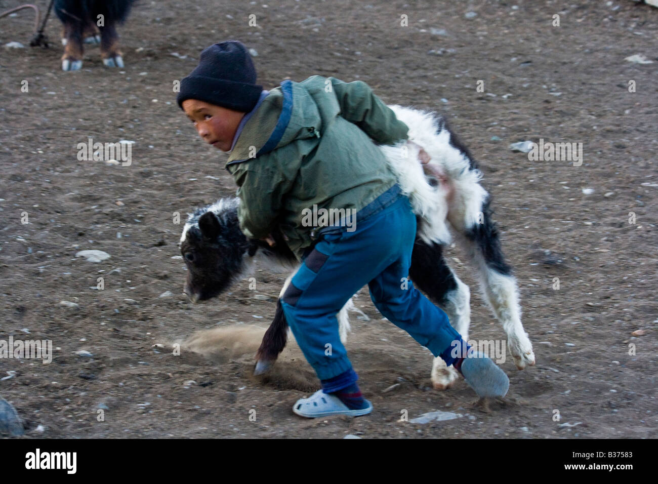 Small Boy Handling a Baby Yak in Jalang Village in the Pamirs in ...