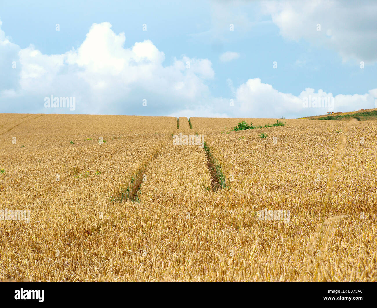 A field of wheat with tractor tracks on the coastal path at Scarborough ...