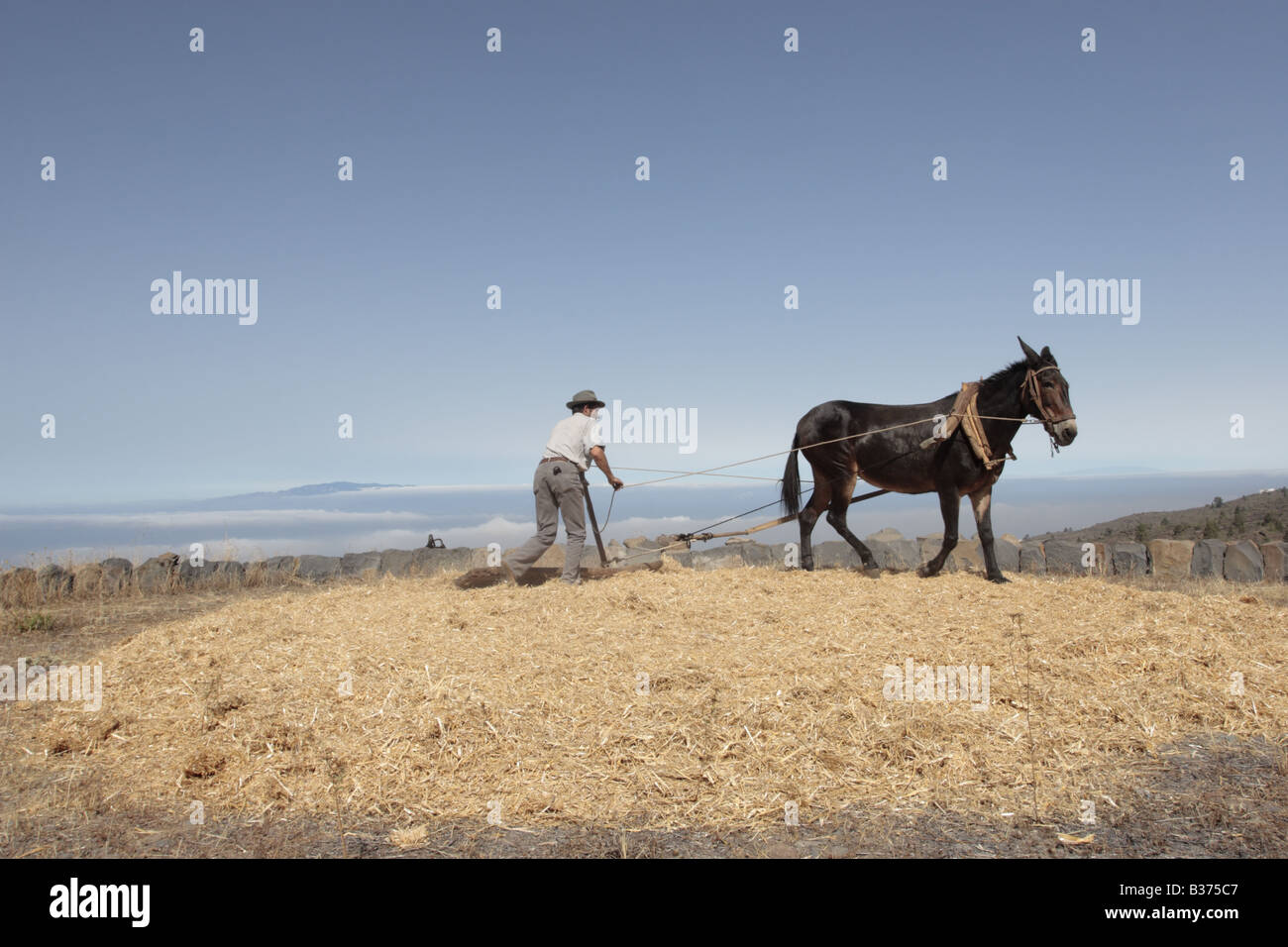 Threshing of corn hi-res stock photography and images - Alamy
