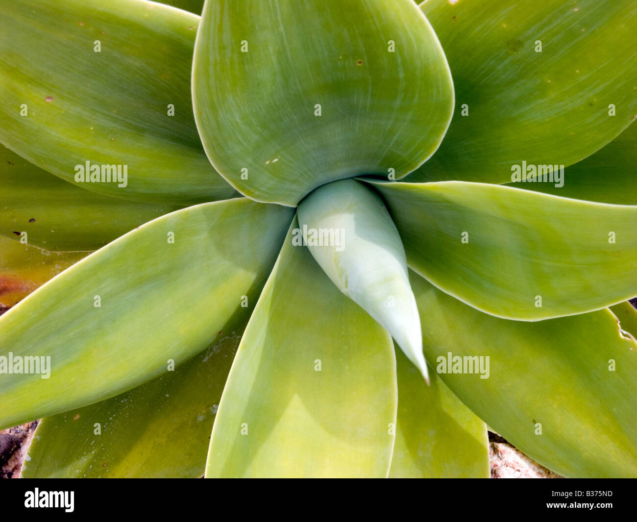 Agave attenuata plant hi-res stock photography and images - Alamy