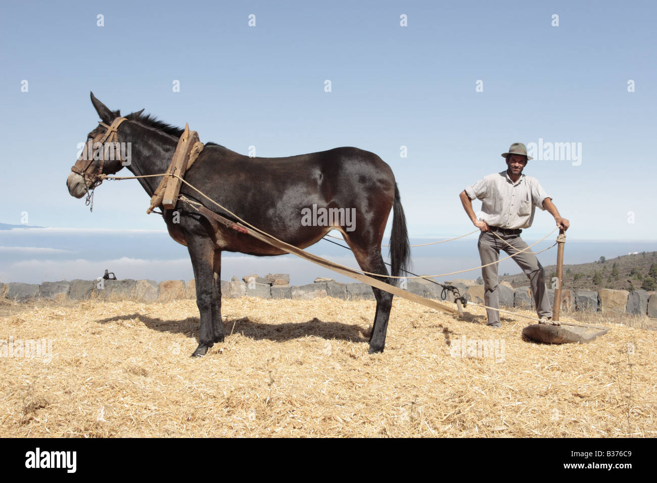 A farmer with a mule threshing corn on a circular stone ground called ...