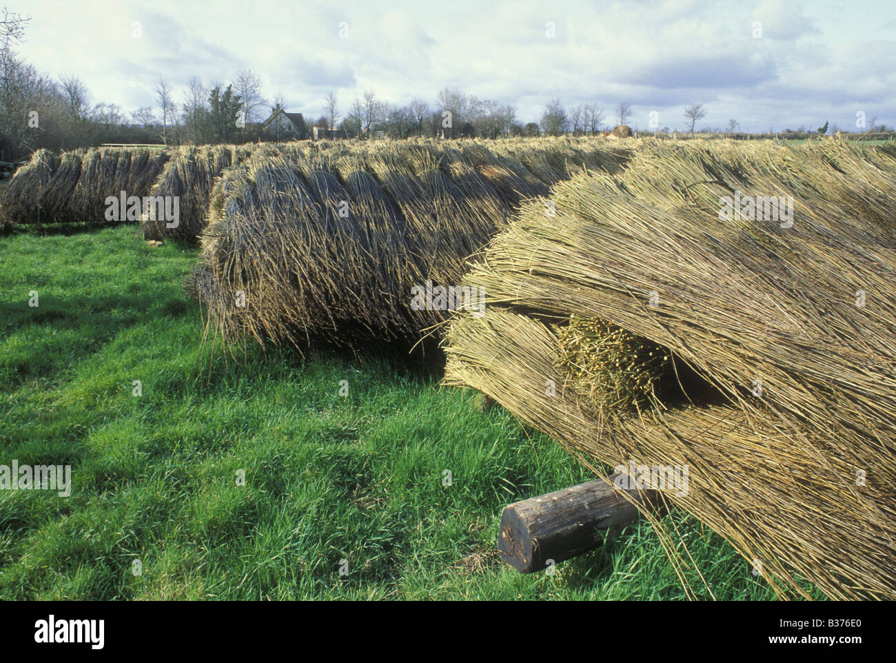 Willow withies hi-res stock photography and images - Alamy
