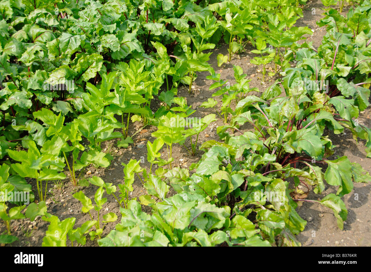 Summer vegetable plot hi-res stock photography and images - Alamy