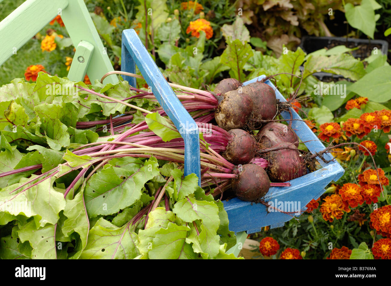 Home grown organic Beetroot Detroit in blue wooden trug beside ...