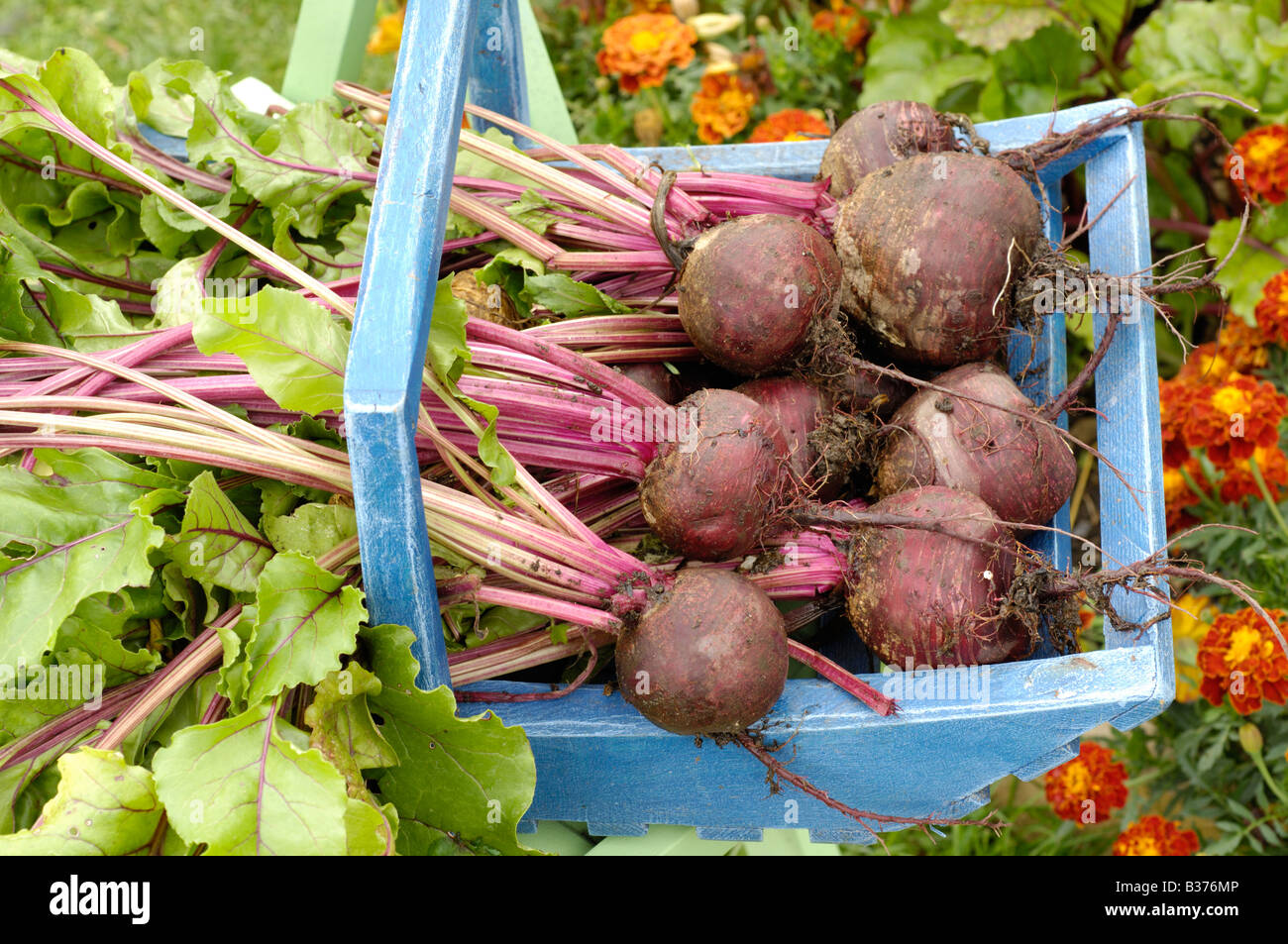 Home grown organic Beetroot Detroit in blue wooden trug beside ...
