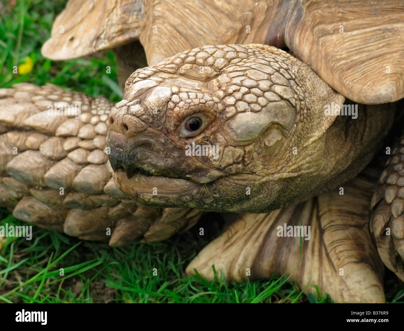 Tortoise eye hi-res stock photography and images - Alamy