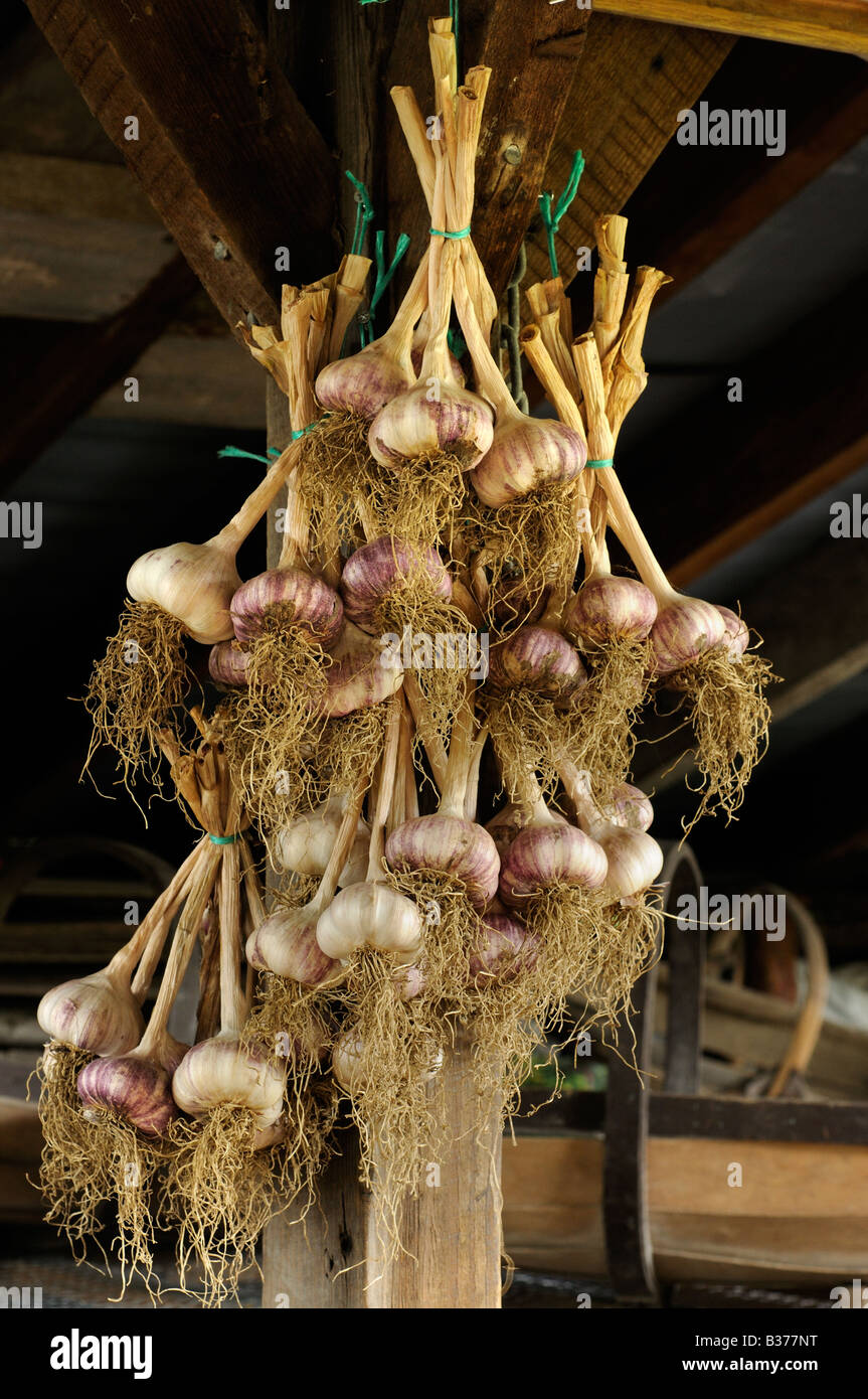 Hanging garlic hi-res stock photography and images - Alamy