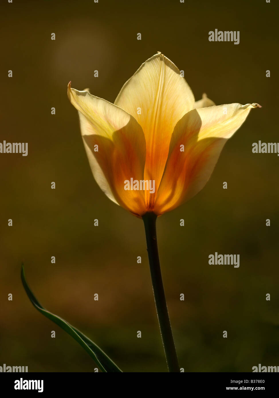 yellow flower, close-up Stock Photo - Alamy