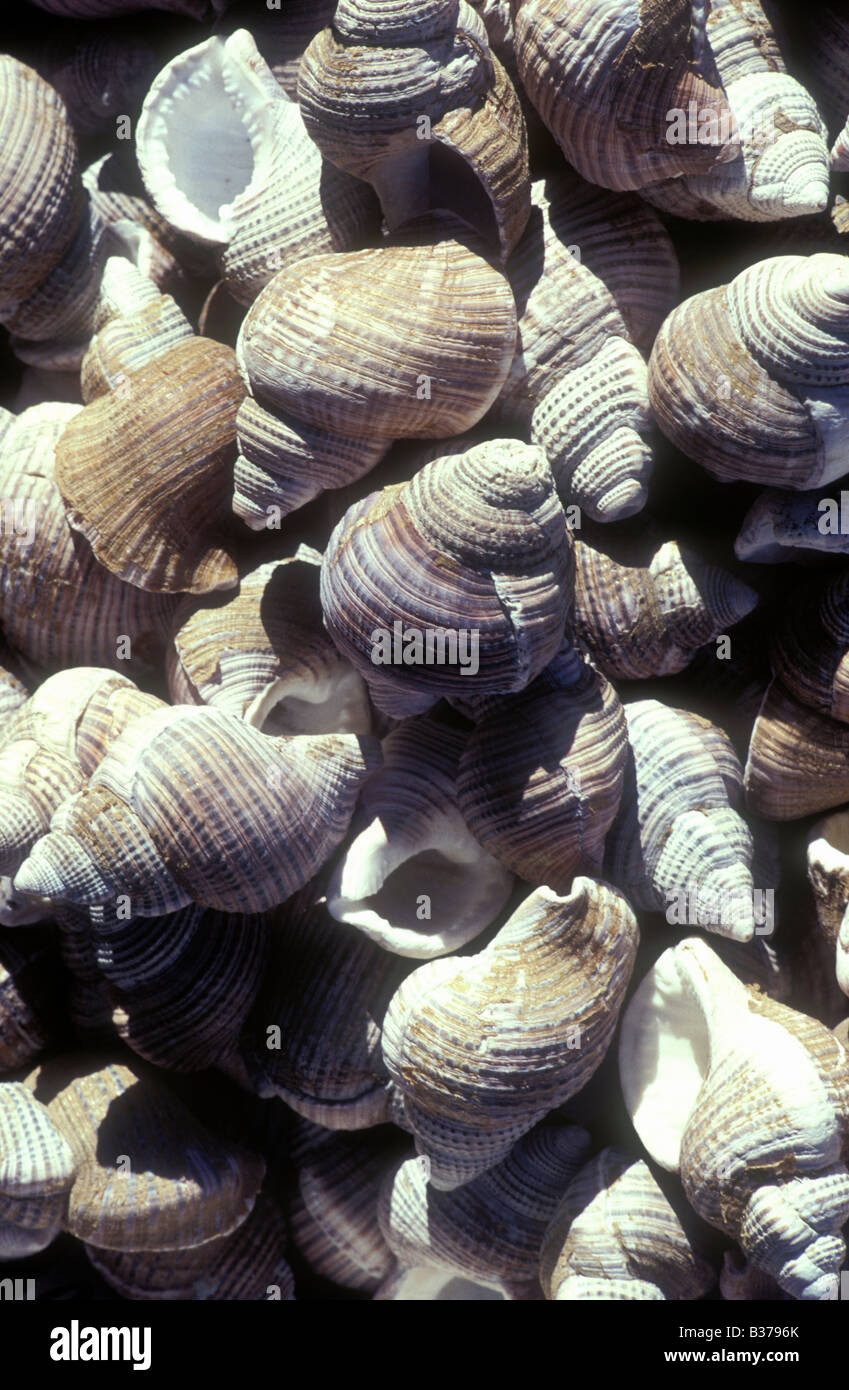 Large conch sea shells hi-res stock photography and images - Alamy