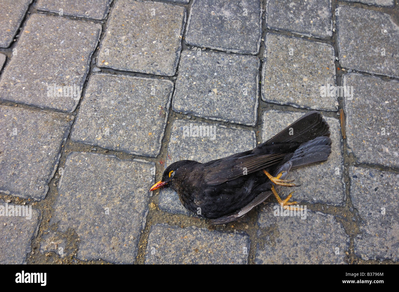 Feathered corpse hi-res stock photography and images - Alamy