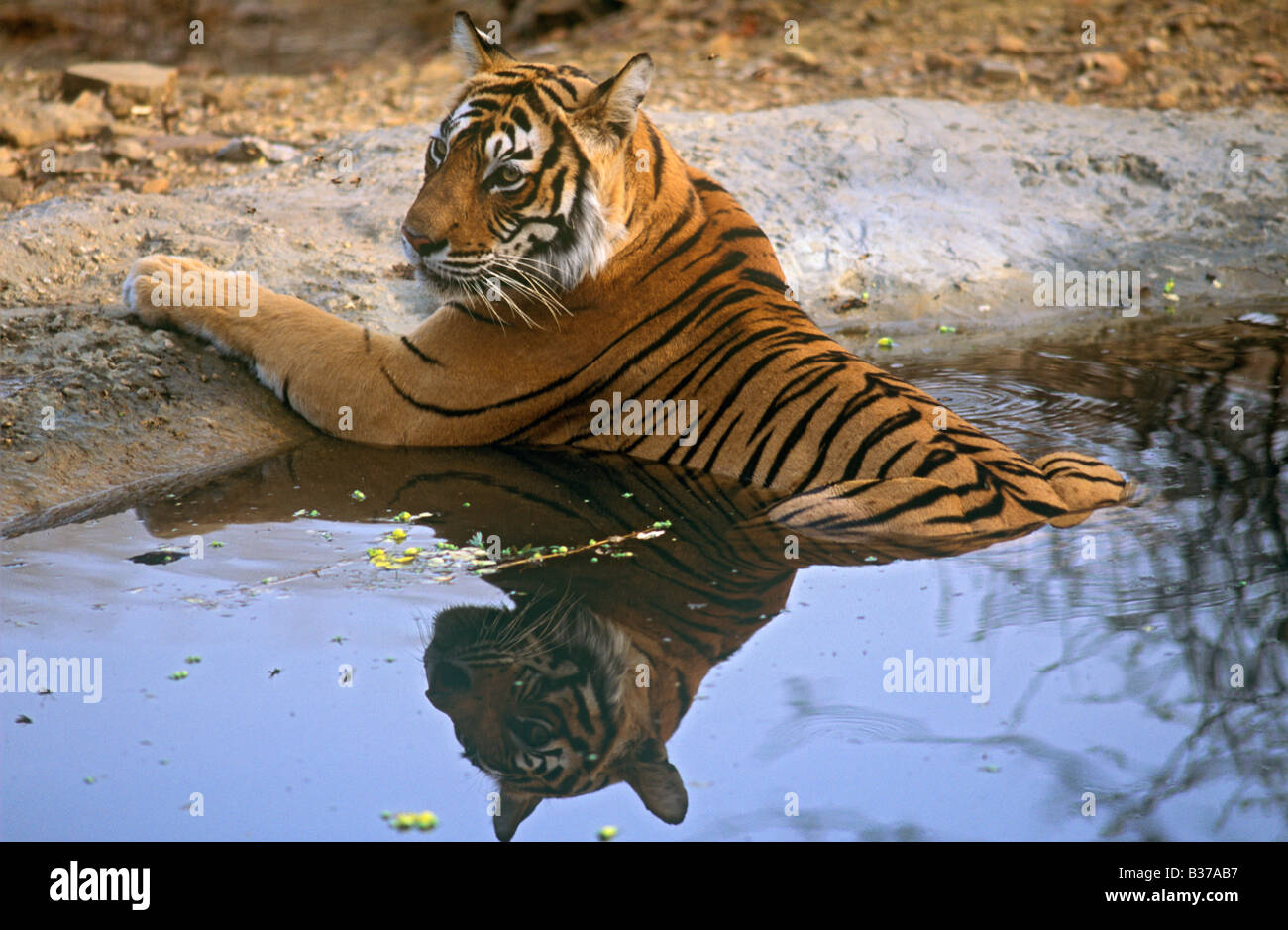 Royal Bengal tiger Machali cooling at Ranthambore Tiger reserve ...
