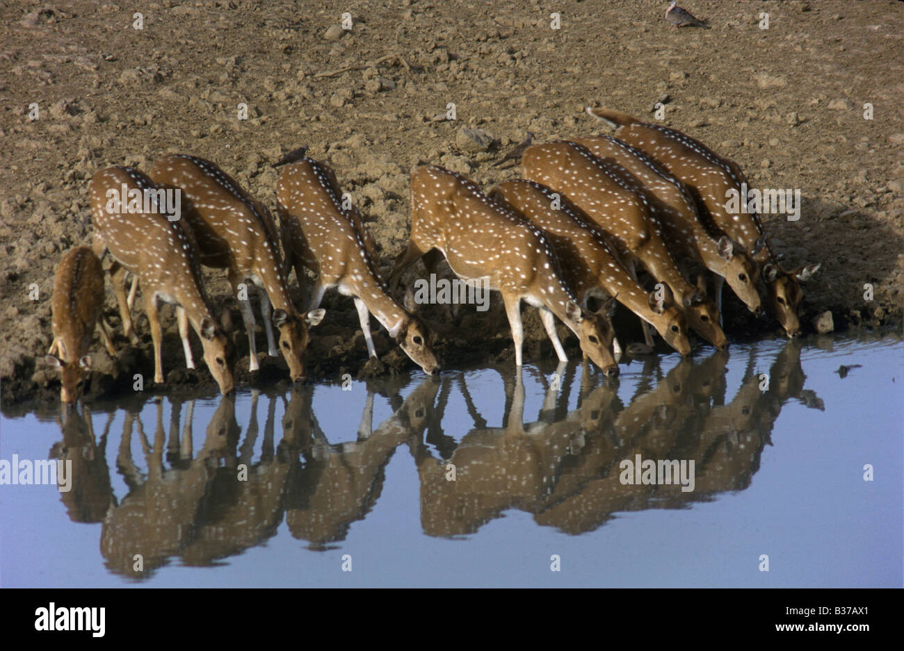 Spotted Deers or Chital (Axis axis Stock Photo - Alamy