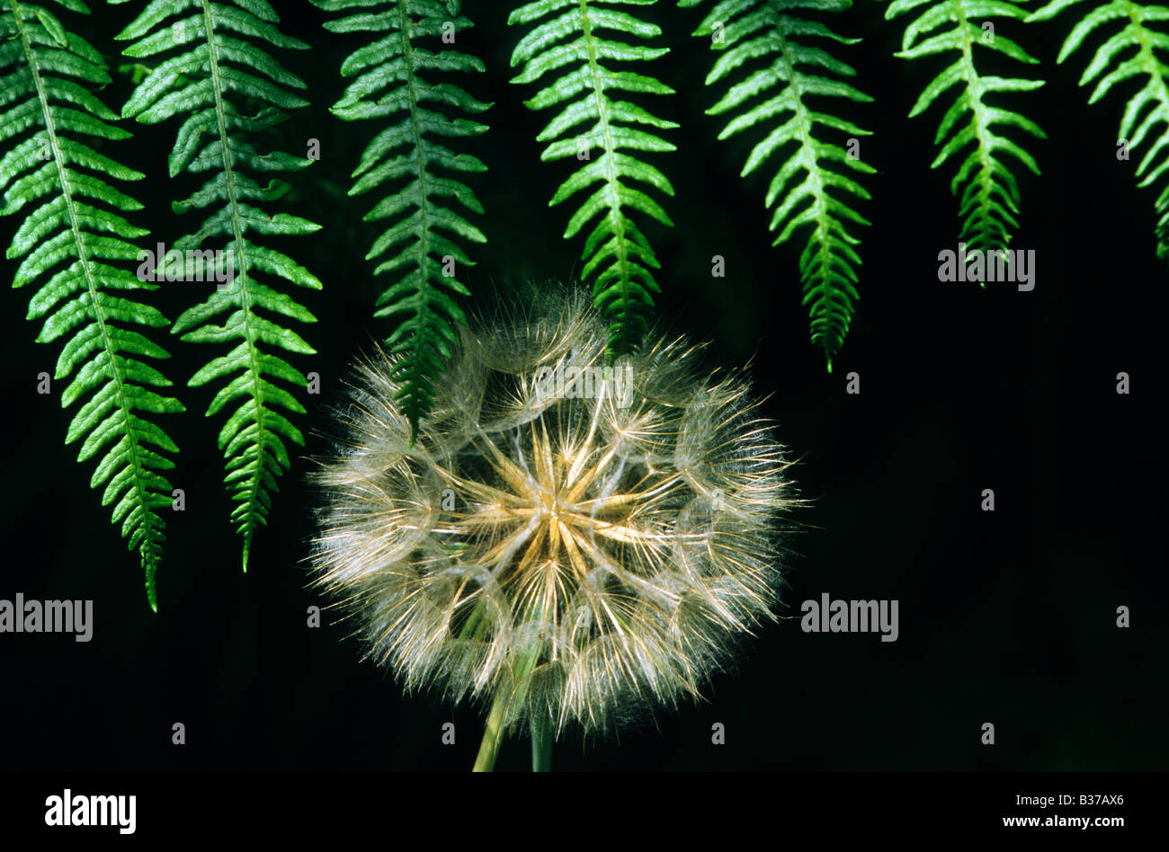 FERN LEAF DANDELION Stock Photo - Alamy