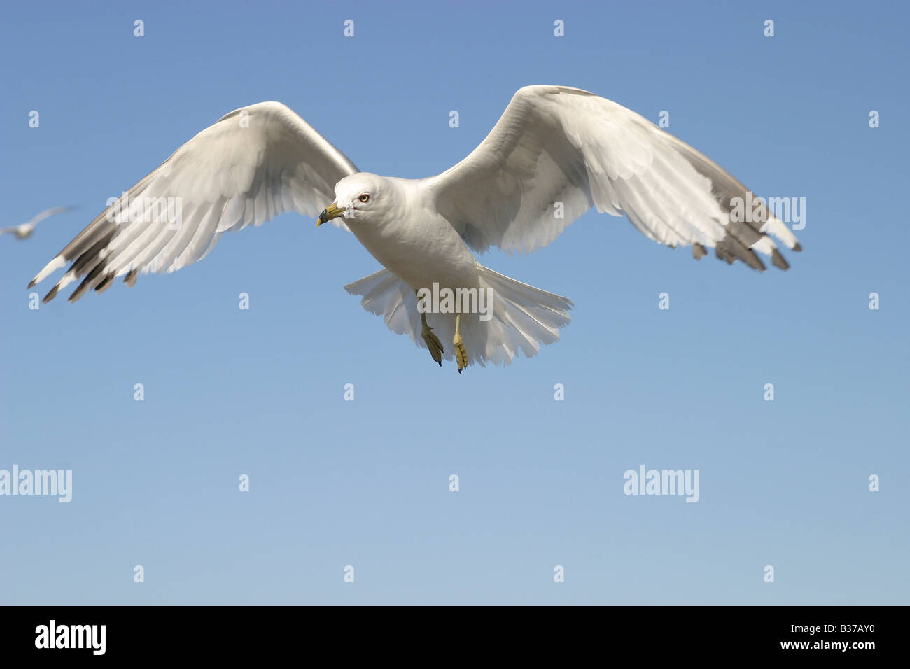Seagull in flight Stock Photo - Alamy