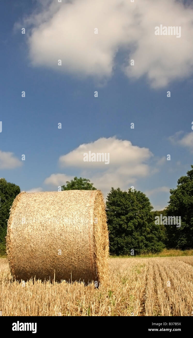 hey stuck, Norfolk UK Stock Photo - Alamy