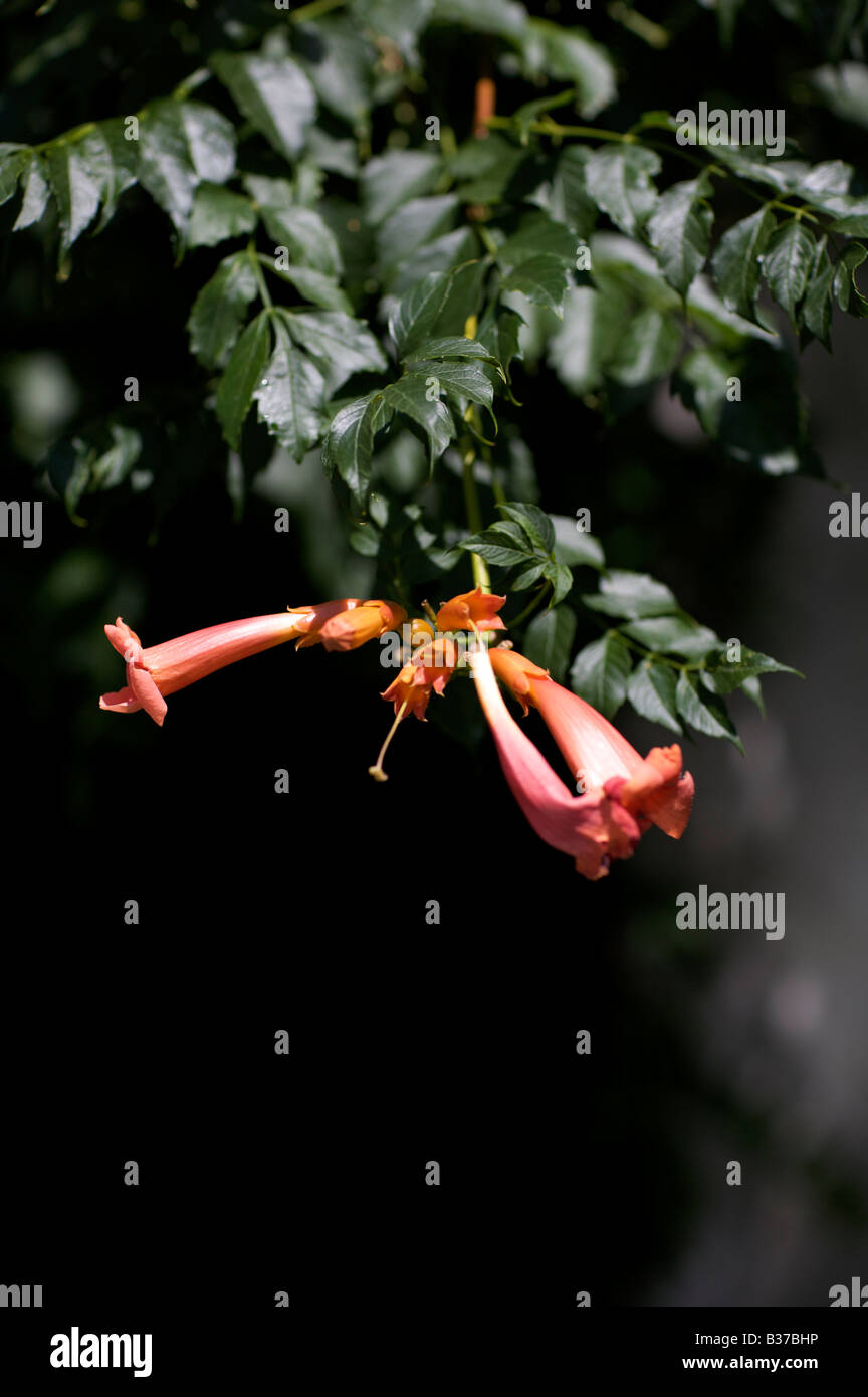 Flower truss hi-res stock photography and images - Alamy