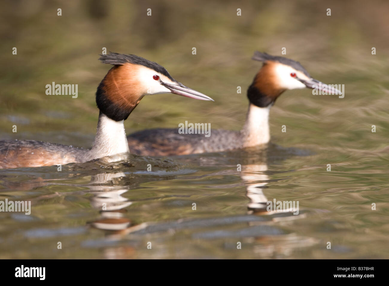 Great Crested Grebe Podiceps cristatus Stock Photo - Alamy