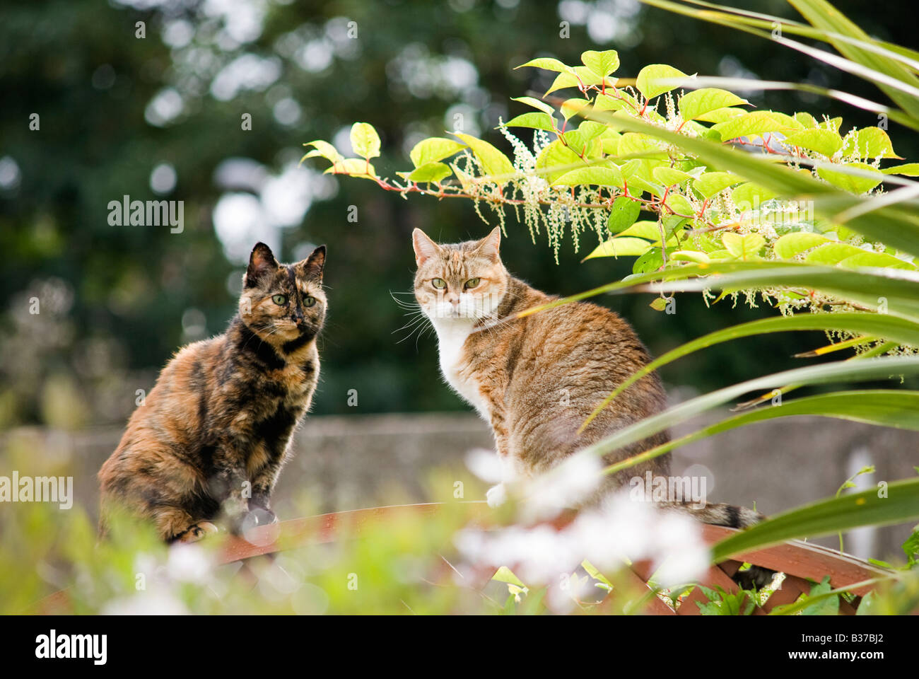 Two domestic cats on a fence Stock Photo - Alamy