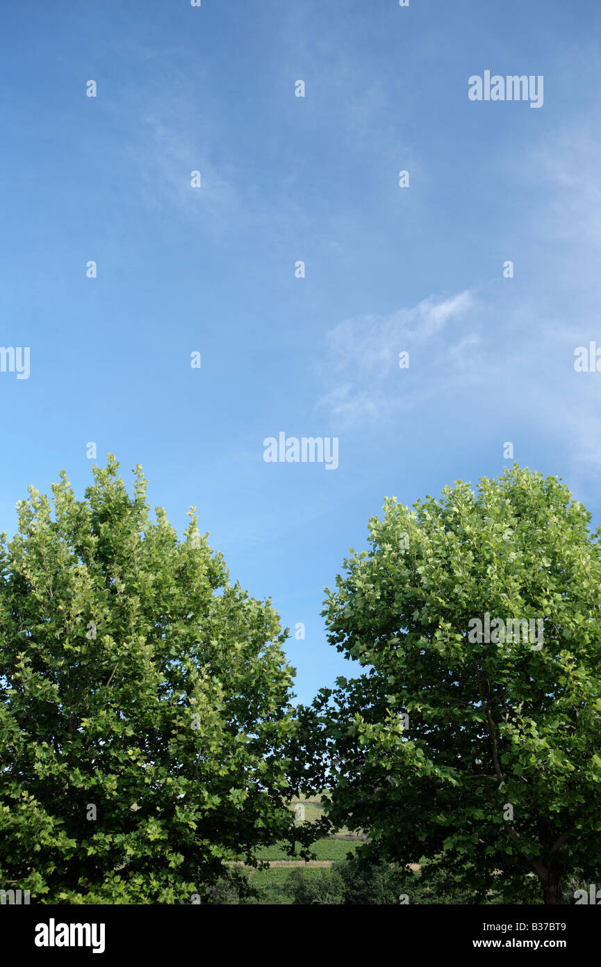 Two vertical leaves hi-res stock photography and images - Alamy