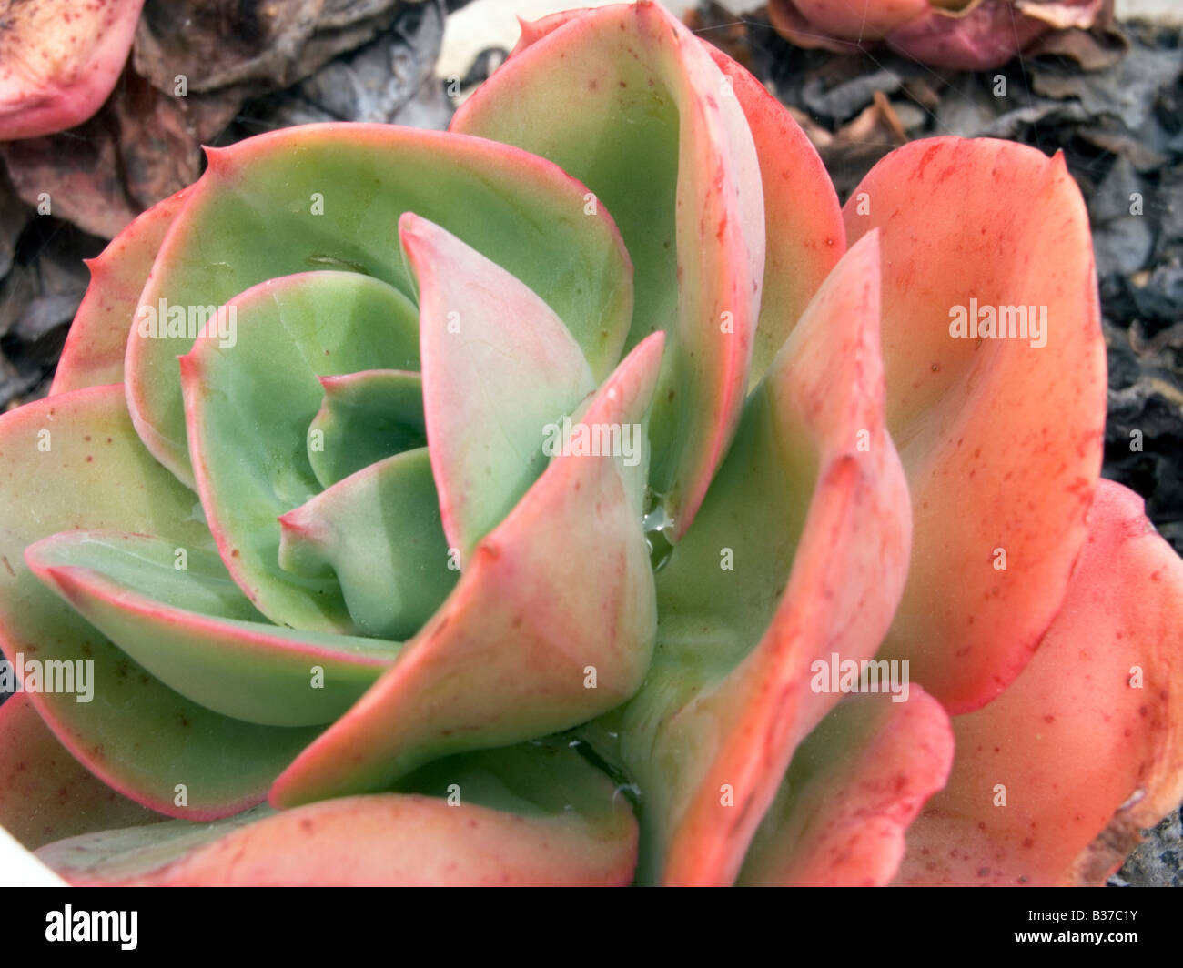 Echeveria secunda hi-res stock photography and images - Alamy