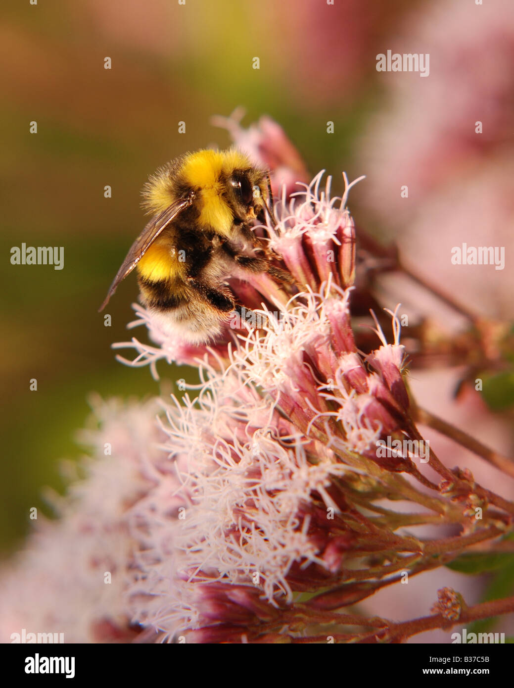 A Bumble bee taking nectar Stock Photo - Alamy