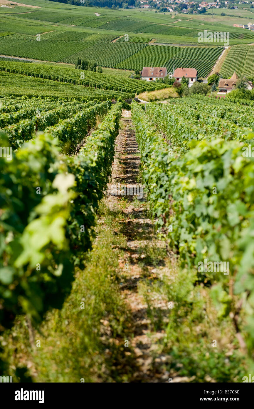 Champagne vineyards and village houses at Chavot Courcourt in France ...