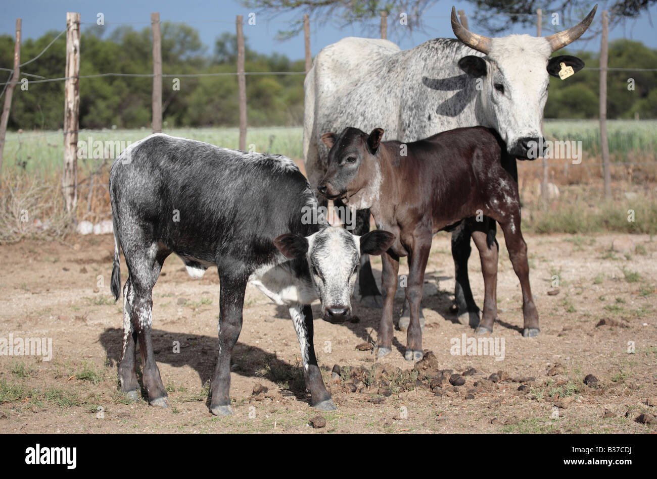 Nguni cattle horns hi-res stock photography and images - Alamy