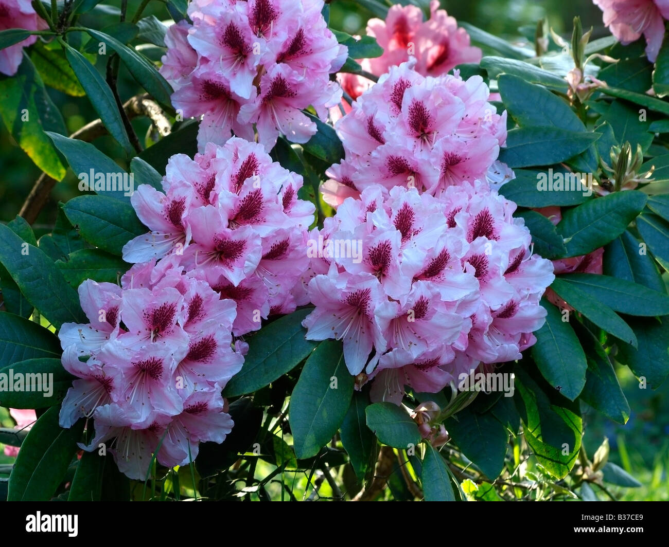 pink flowering rhododendron in Sheringham Park, Norfolk, UK Stock Photo ...