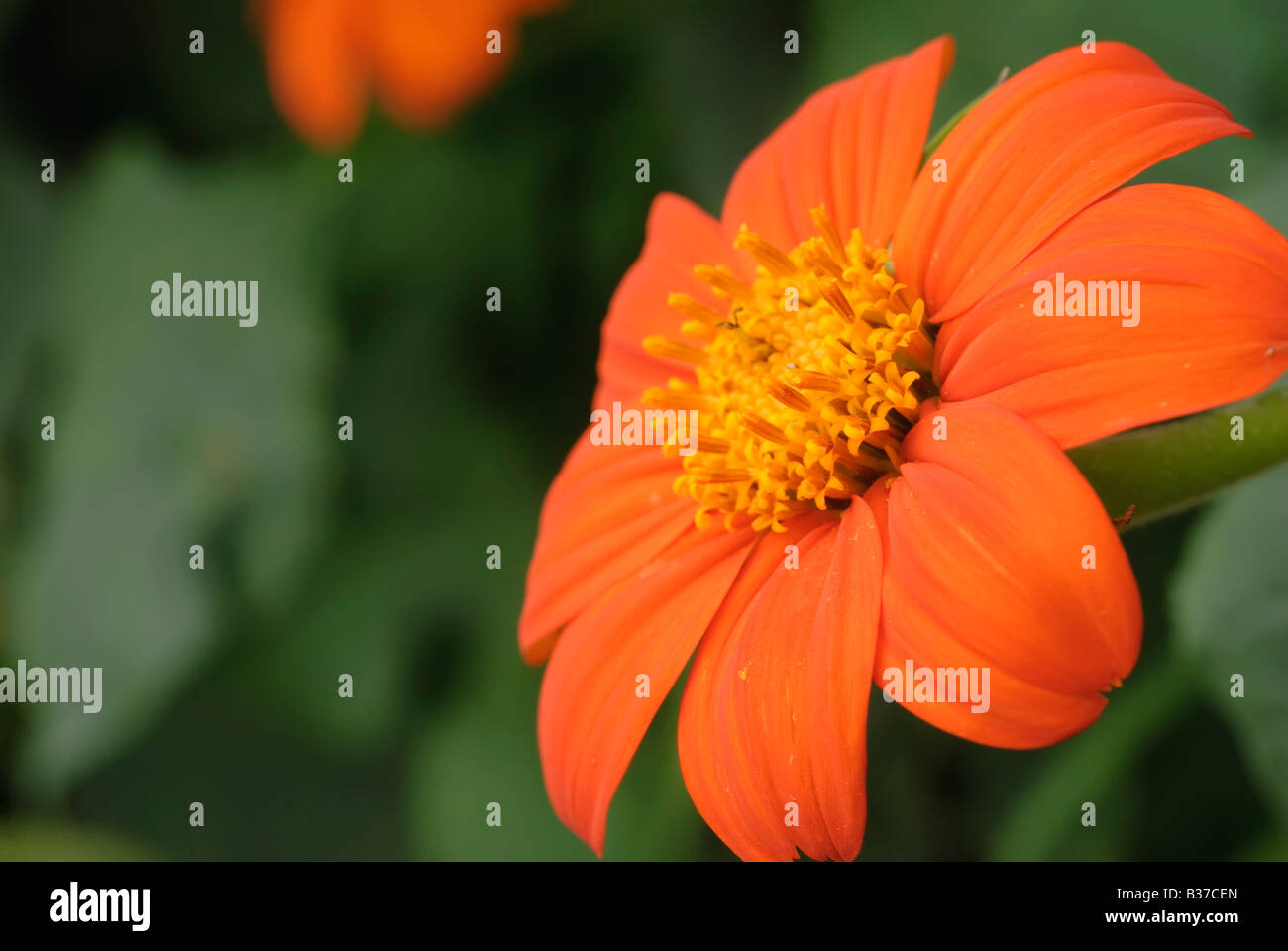 Orange firecracker hi-res stock photography and images - Alamy