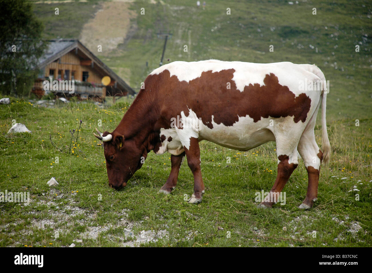 Austria Upper Austria Gosau village in the Dachstein Mountains cows ...
