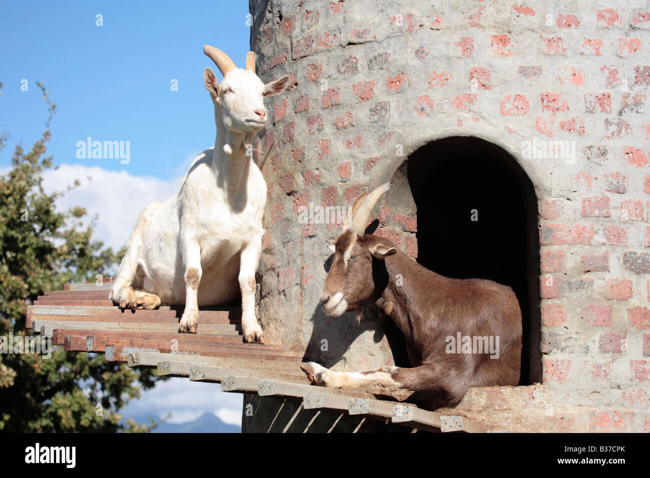 Goats in tower Stock Photo - Alamy
