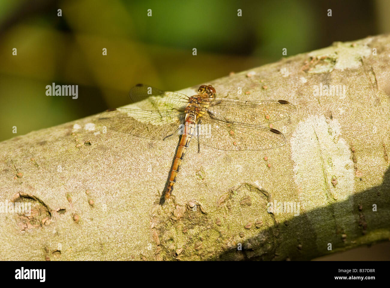 Dragonfly - Common Darter Stock Photo - Alamy