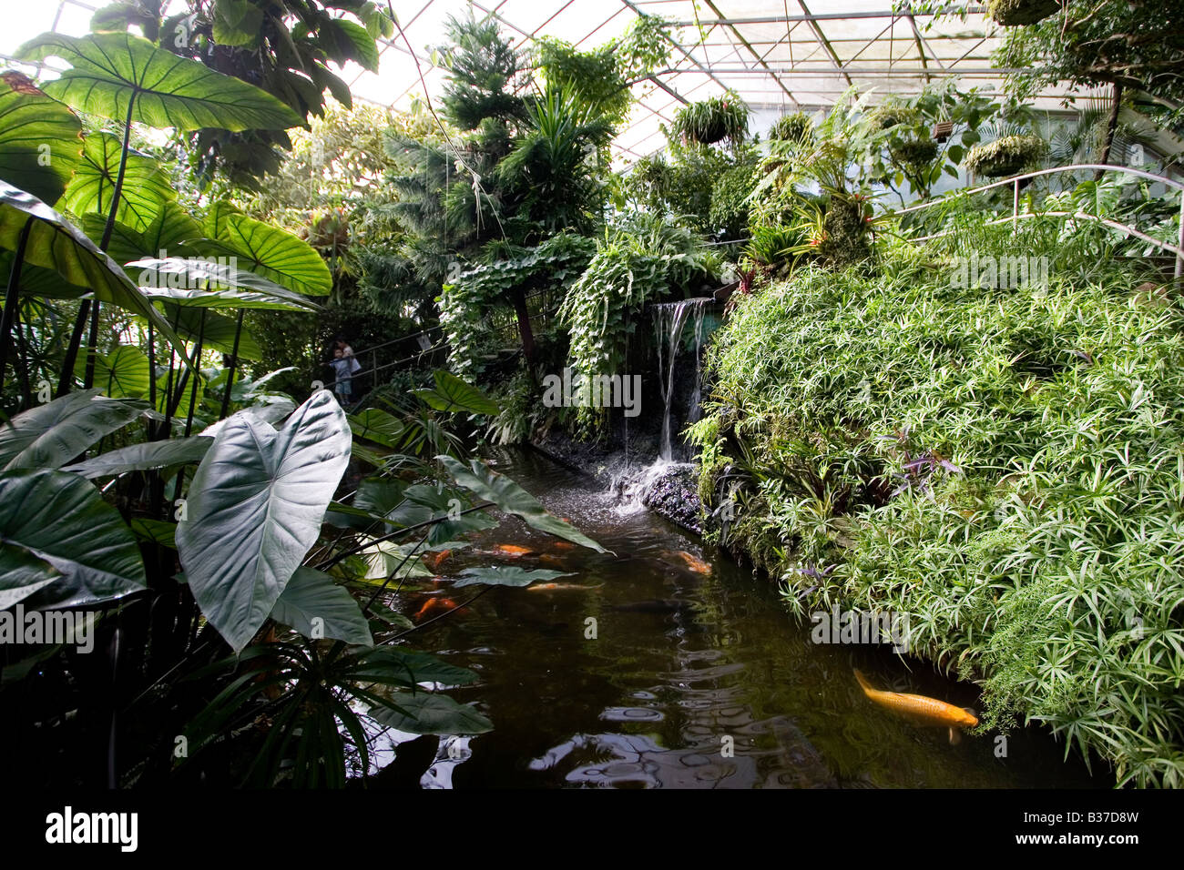 Tropical plant Conservatory Roath Park Cardiff Stock Photo - Alamy