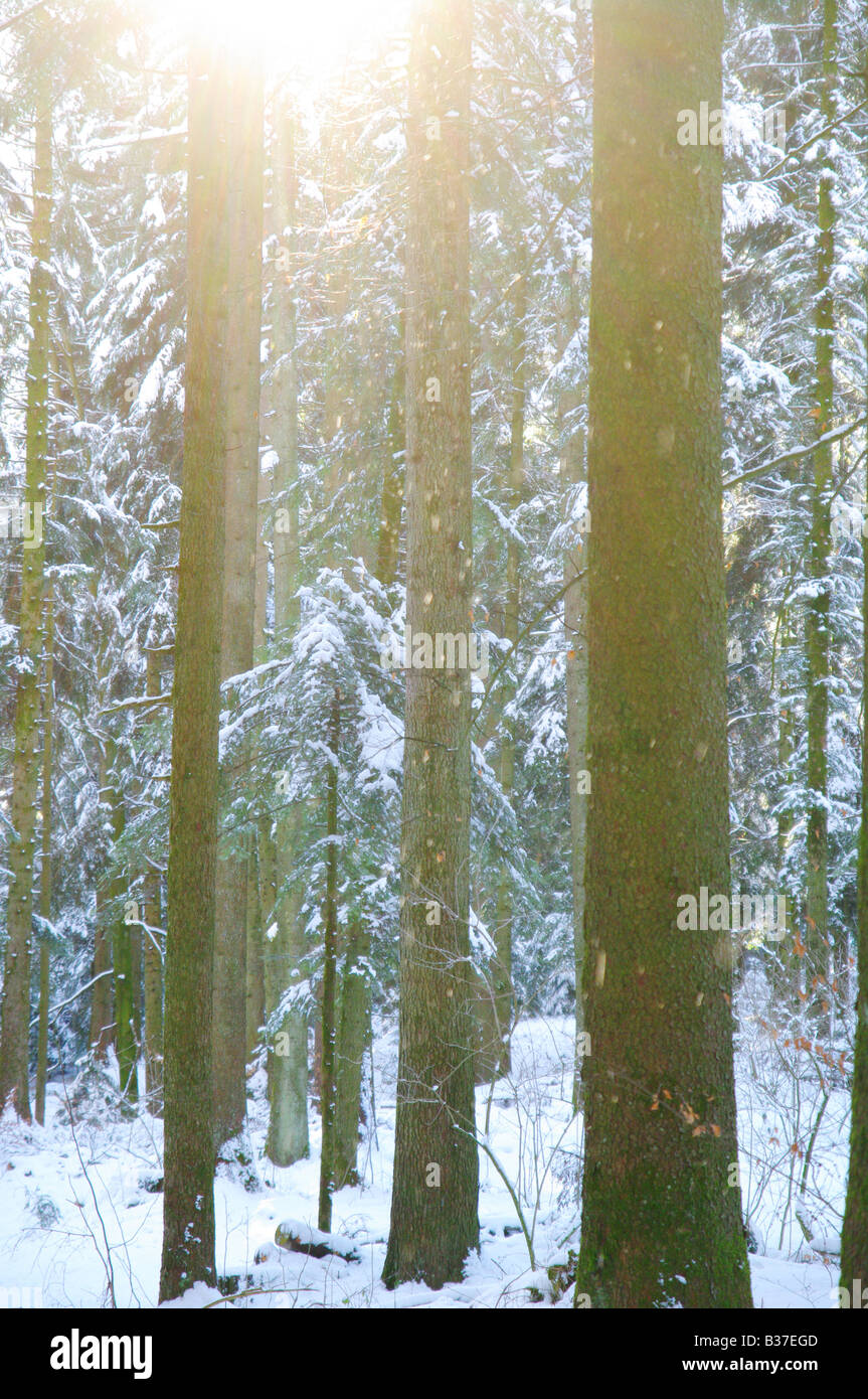 beautiful snowy winter landscape at Christmas time Stock Photo - Alamy